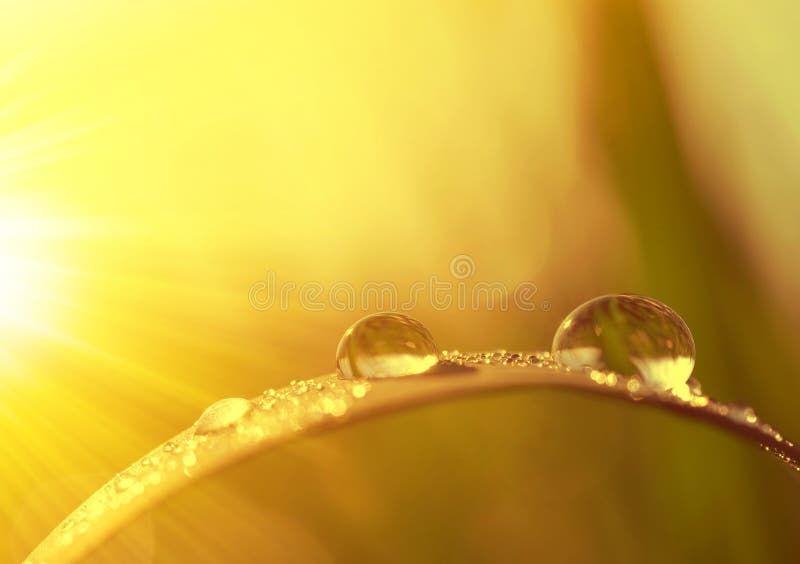 Fresh Grass with Dew Drops at Sunrise. Stock Photo - Image of ...