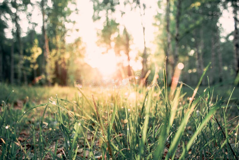Fresh Grass with Dew Drops at Sunrise in Spring Time Background Stock ...
