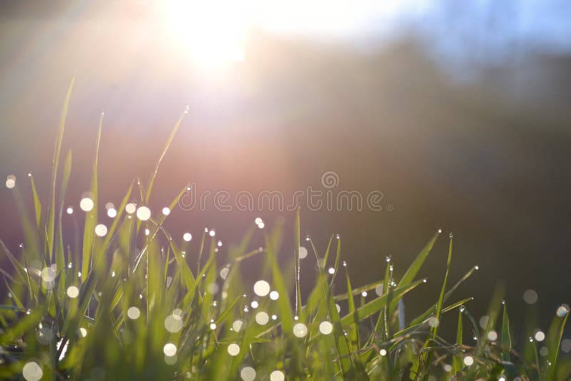 Fresh Grass on Field with Dew Drops Stock Image - Image of contrast ...