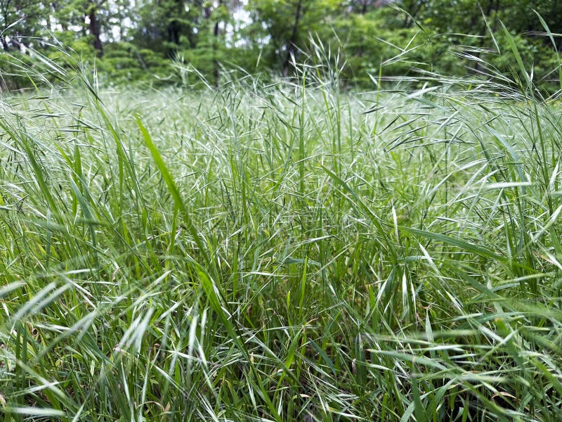 Green Spikes Cheatgrass Bromus Tectorum Stock Photos - Free & Royalty ...