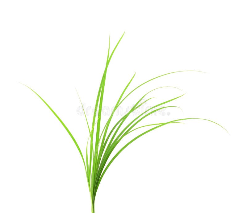 Fresh Grass Green,isolated. Stock Photo - Image of closeup, fresh ...