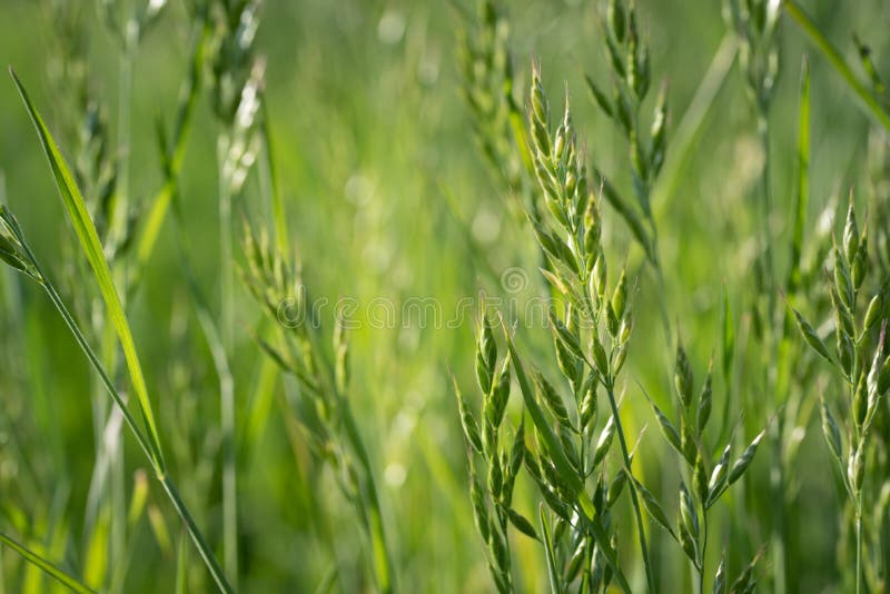Fresh Grass Grows in Nature. Tiny Drops of Dew Hang on the Grass Stock Photo - Image of bokeh ...