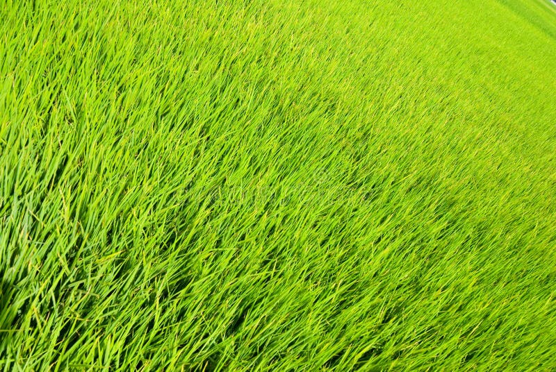 Fresh Grass land stock photo. Image of beautiful, bright - 13806280