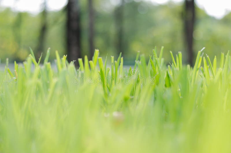 Grass in Soft Focus for Natural Background. Stock Photo - Image of ...