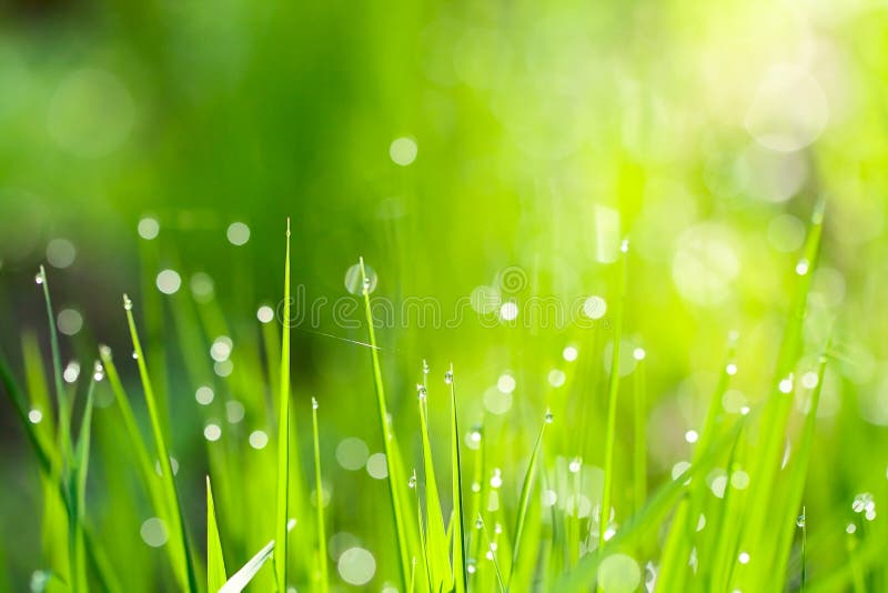 Fresh grass stock photo. Image of liquid, herb, macro - 89523214
