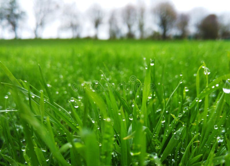 Fresh grass stock photo. Image of spring, fresh, play - 72980456