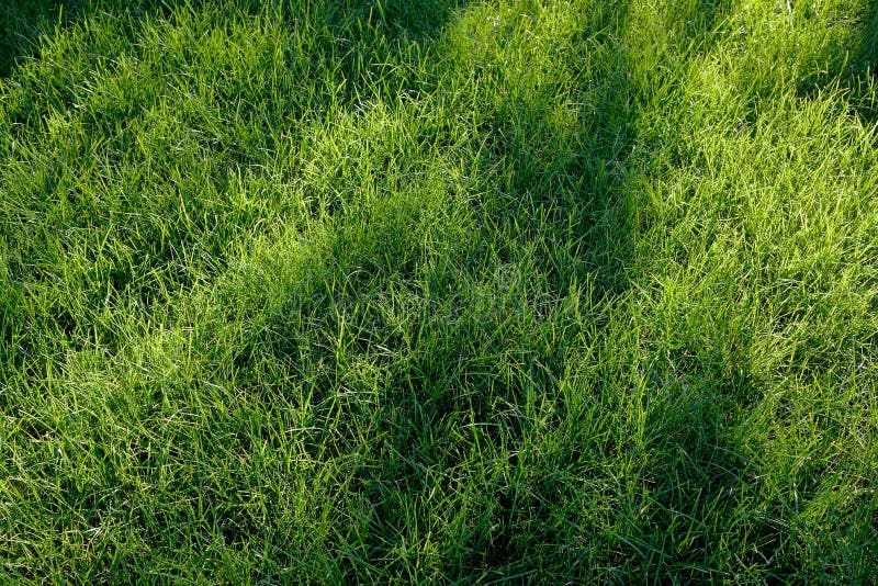 Fresh grass texture stock image. Image of grass, spring - 36625237