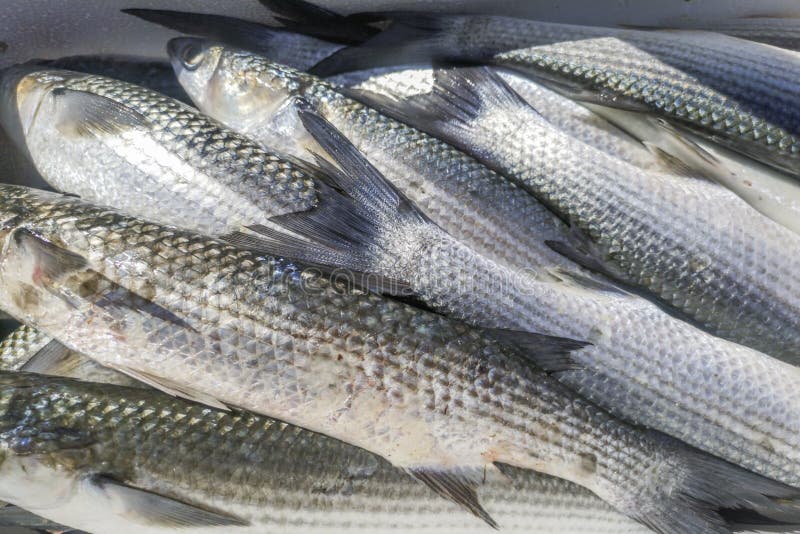 Fresh Gray Mullet Fish at the Fish Market Mugil Cephalus Fresh Fish ...