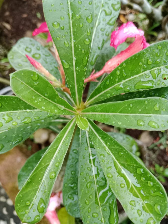 These are Fresh Green Adenium Flower Leaves Stock Photo - Image of ...