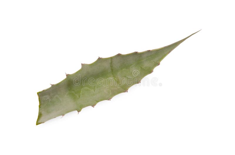 Fresh Green Agave Leaf Isolated on White Stock Image - Image of exotic ...