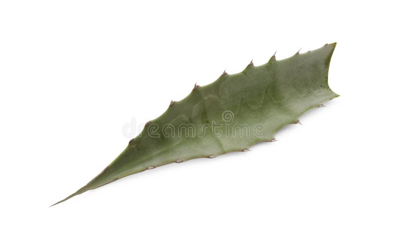 Fresh Green Agave Leaf Isolated on White Stock Image - Image of botany ...