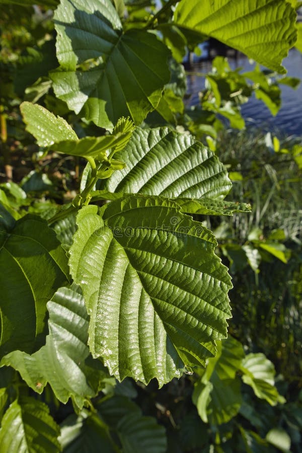 Fresh Green Alder Tree Leaves Stock Image - Image of tree, leaf: 253337047