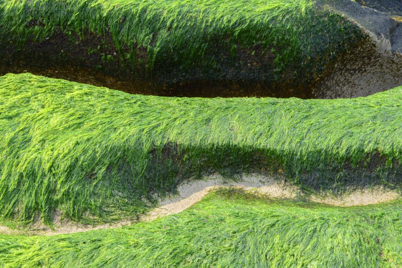Fresh and Green Algae on a Beach Stock Image - Image of abstract ...