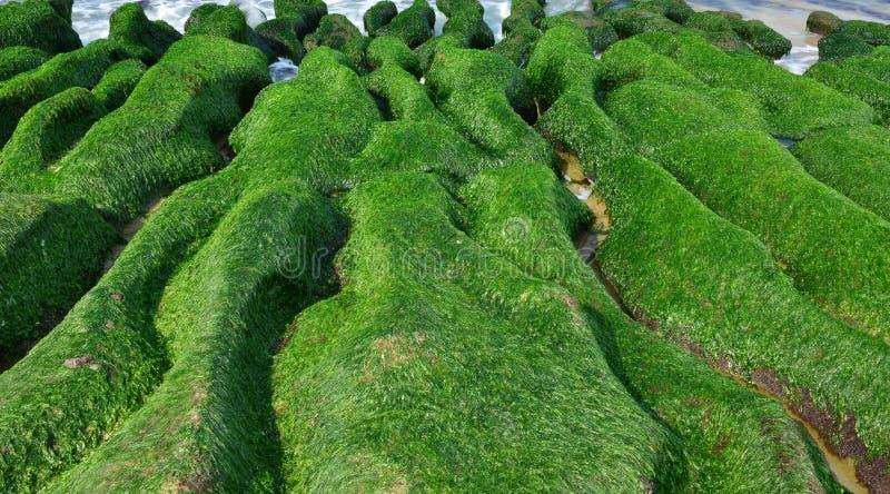 Fresh and Green Algae on a Beach Stock Photo - Image of pebbles, beach ...
