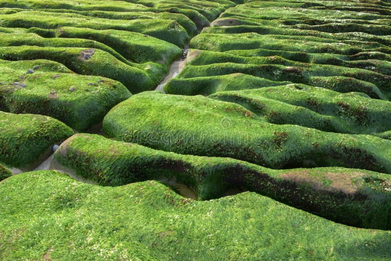 Fresh and Green Algae on a Beach Stock Photo - Image of coast, pattern ...