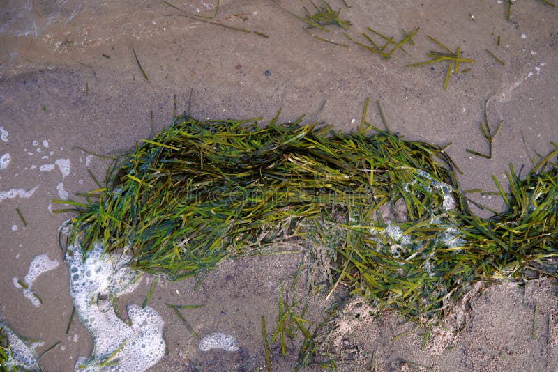 Fresh Green Algae on the Sandy Shore Stock Image - Image of water, foam ...