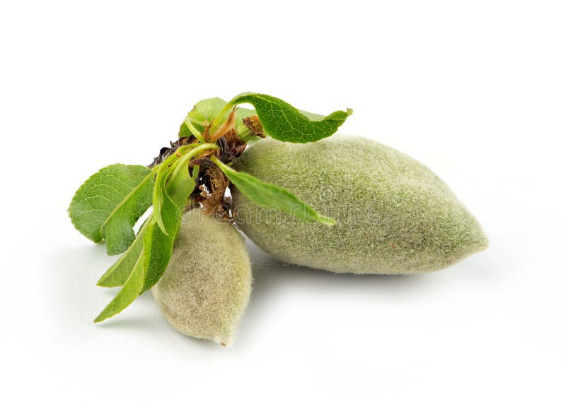 Fresh Green Almonds with Soft Shell Isolated on White Background Stock ...