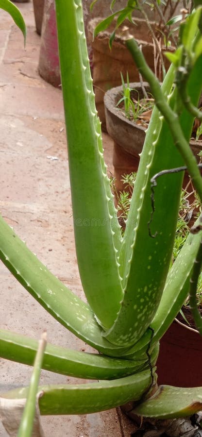 The Fresh Green Aloe Vera Plant Stock Photo - Image of aloe, green ...
