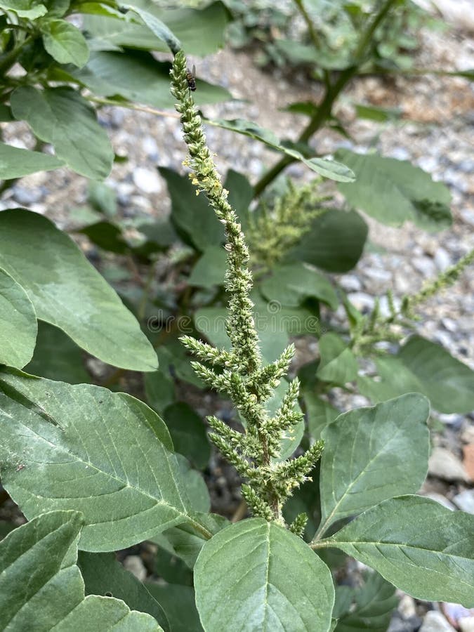 Fresh Green Amaranthus Viridis Tree in Nature Garden Stock Photo ...