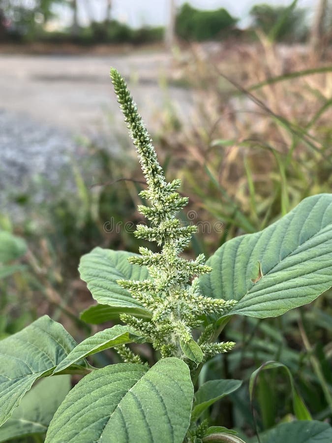 Fresh Green Amaranthus Viridis Tree in Nature Garden Stock Photo ...