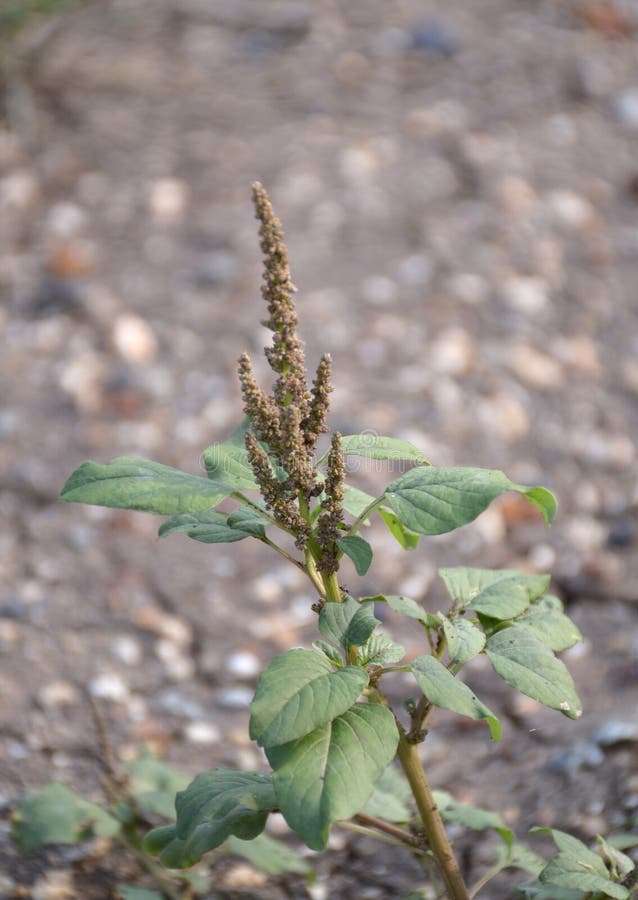 Fresh Green Amaranthus Viridis Tree in Nature Garden Stock Image ...