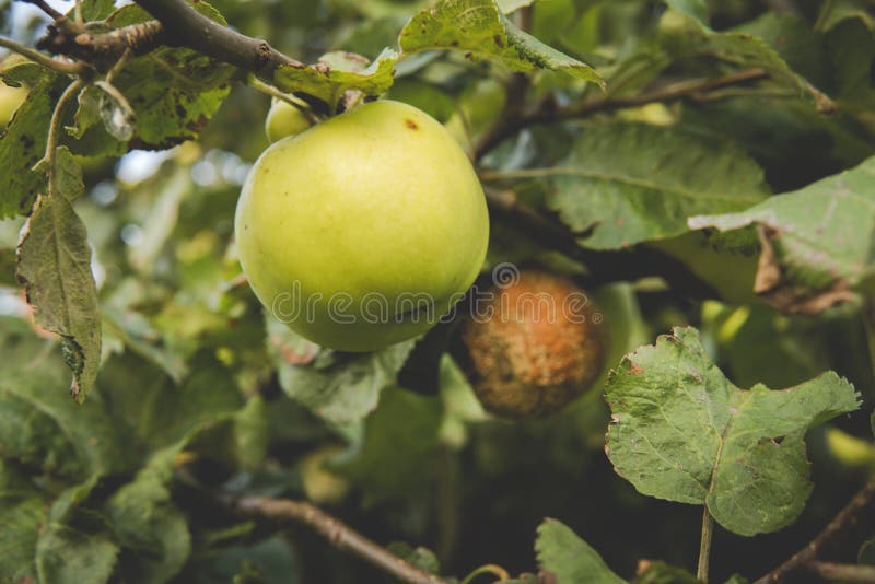 Fresh Green Apple and Rotten Apple Stock Image - Image of ingredient ...