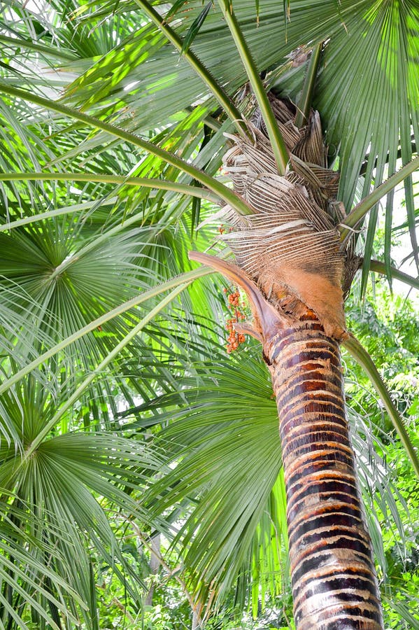 Areca Catechu Tree in Nature Garden Stock Photo - Image of park, leaf ...