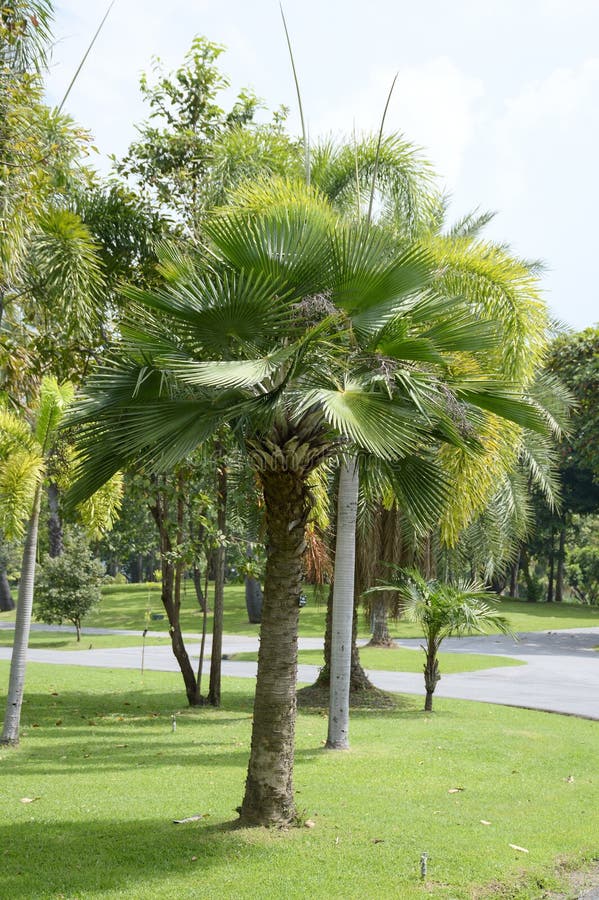 Areca Catechu Tree in Nature Garden Stock Image - Image of natural ...
