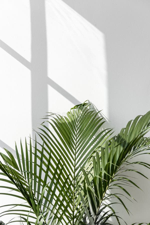 The Areca Palm is a Wonderful Indoor Palm. this Can Be Grown Indoors ...
