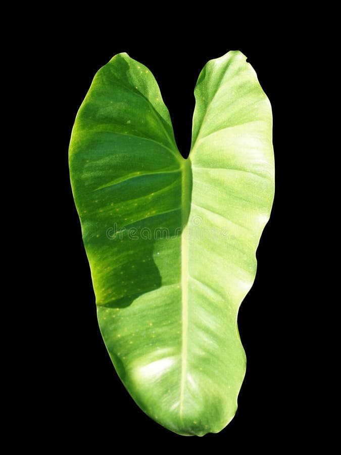 Green Arum Leaf Isolated on Black Background Stock Image - Image of ...