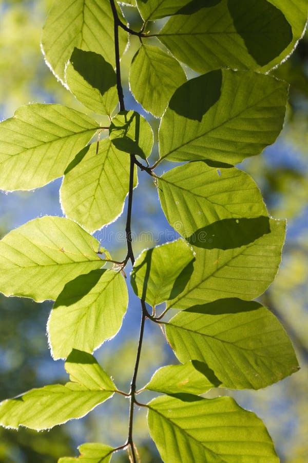 Fresh Green Backlighted Glowing Stock Image - Image of leaves, close ...