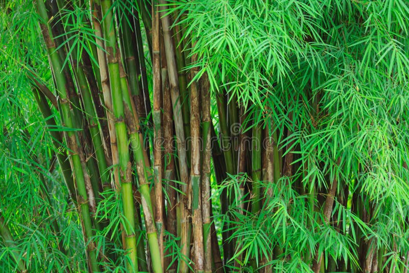Fresh Green Bamboo Tree and Green Bamboo Leaves in Forest Stock Photo ...