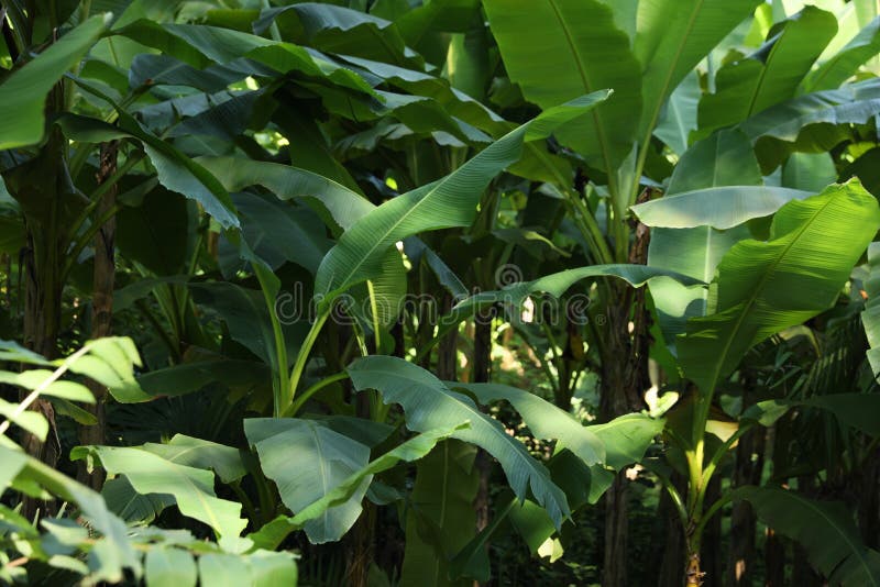 Fresh Green Banana Plants Growing in Tropical Forest Stock Image ...
