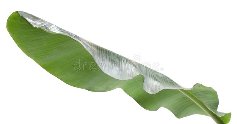 Fresh Green Banana Tree Leaf Isolated on White Stock Photo - Image of ...