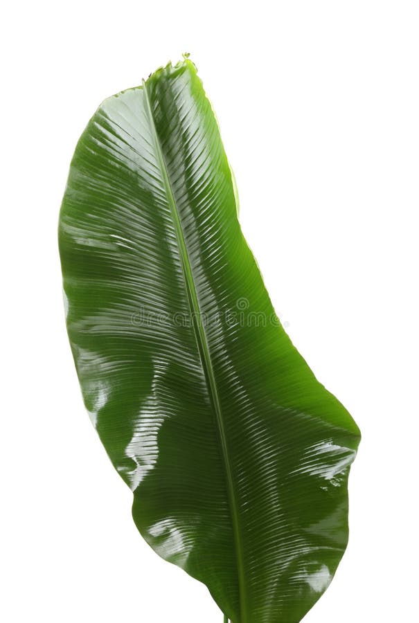 Fresh Green Banana Tree Leaf Isolated on White Stock Image - Image of ...