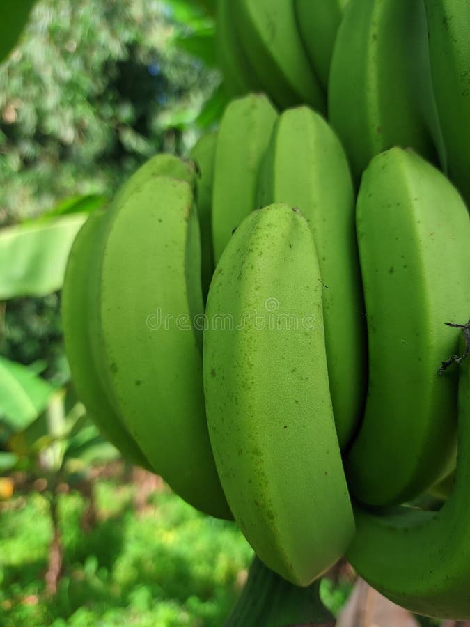 Bannana of Ambon stock photo. Image of food, grow, fruit - 262695042