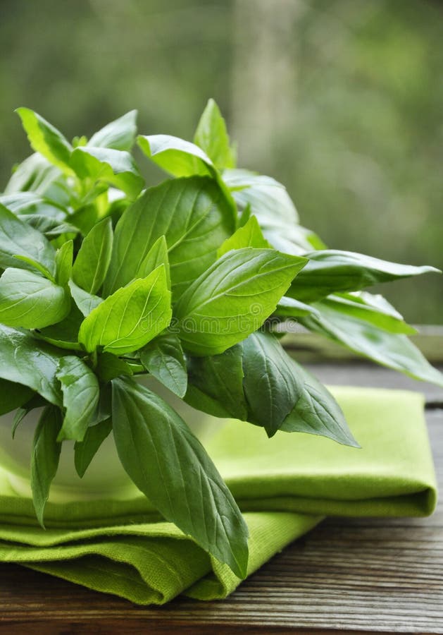 Fresh green basil stock image. Image of basilica, garden - 27042023