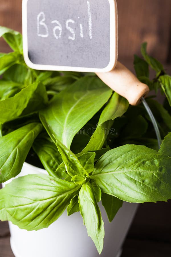 Fresh green basil stock image. Image of italian, leaf - 27233255