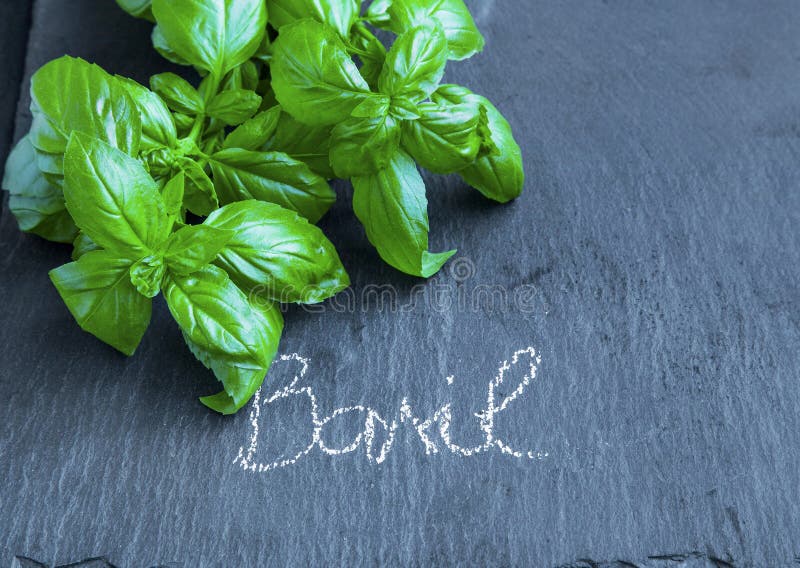 Fresh Green Basil Aromatic Herb Bunch Stock Photo - Image of delicious ...