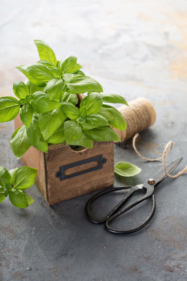 Fresh green basil in a box stock photo. Image of herbal - 77168850