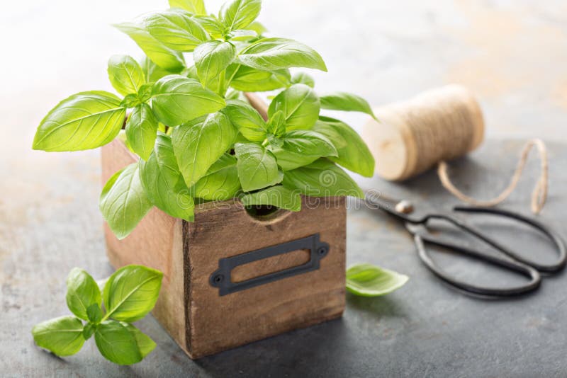 Fresh green basil in a box stock photo. Image of nature - 77199812