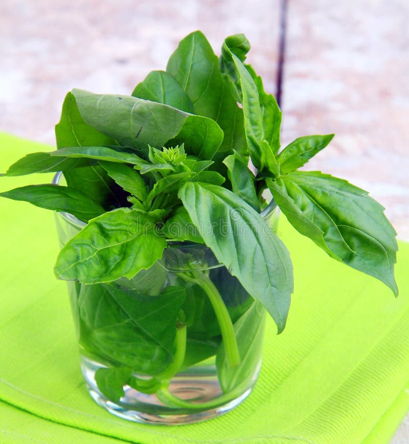Fresh green basil stock photo. Image of kitchen, ingredient - 105573504