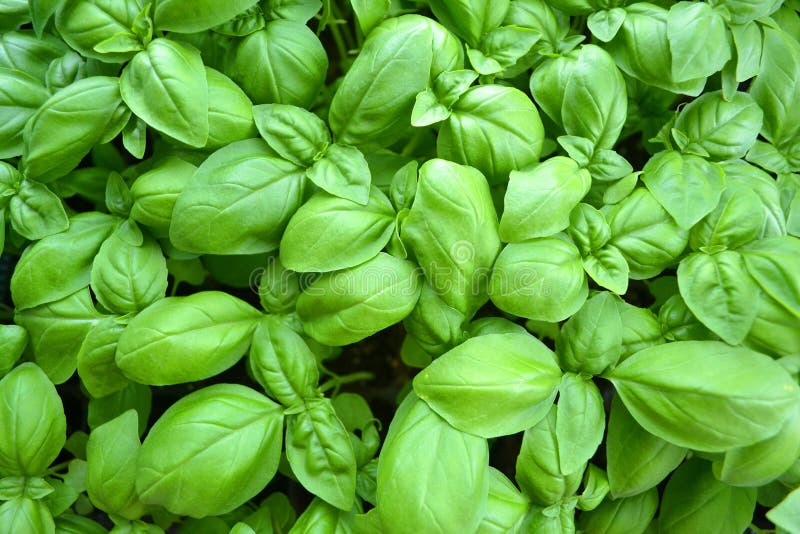 Fresh Green Basil Herb Background, Top View Stock Image - Image of ...