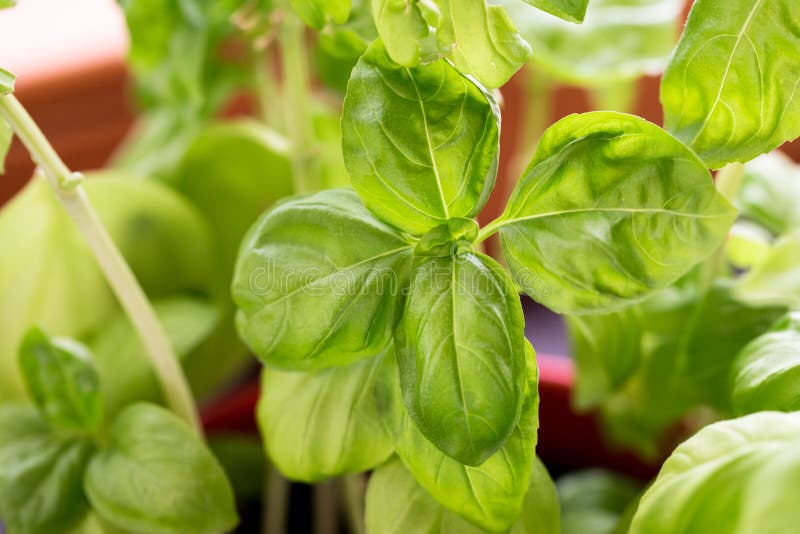 Fresh green basil stock photo. Image of aromatic, green - 54163662