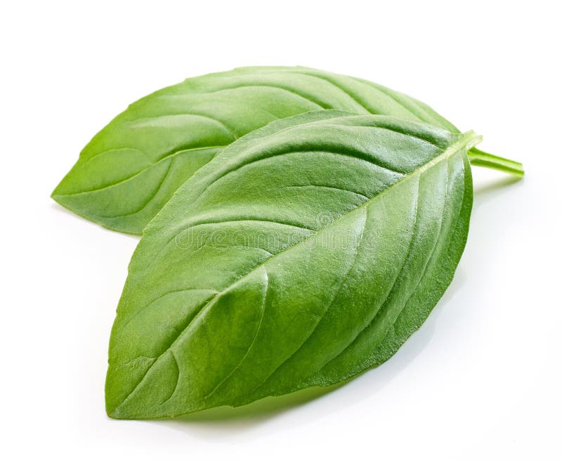 Fresh green basil leaf stock photo. Image of leaf, healthy - 334796234