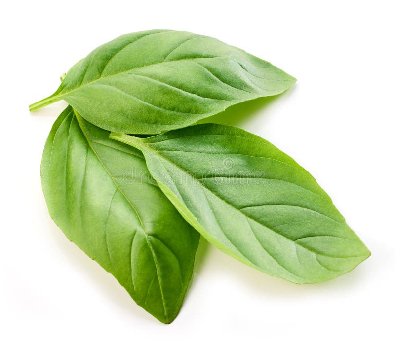 Fresh green basil leaf stock photo. Image of leaf, healthy - 334796234