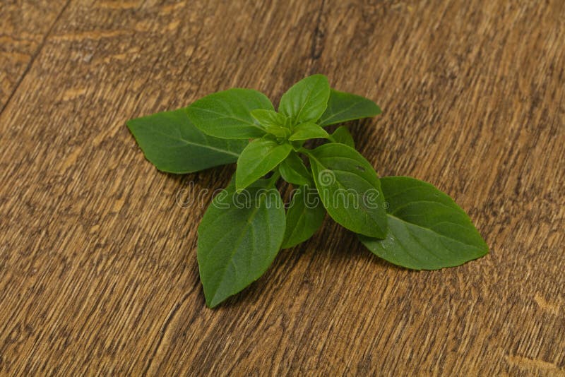 Fresh Green Basil Leaves - for Cooking Stock Image - Image of color ...