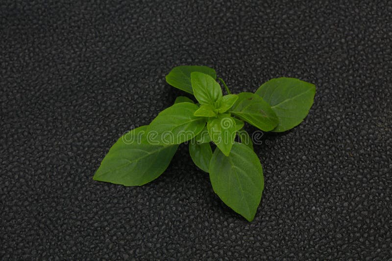 Fresh Green Basil Leaves - for Cooking Stock Image - Image of aromatic ...