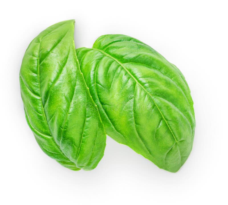 Fresh Green Basil Leaves Isolated on White Background, Top View. Basil ...