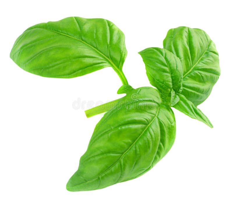 Fresh Green Basil Leaves Isolated on White Background, Top View. Basil ...